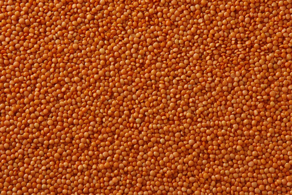 Red Football Lentils 50 lb | Selamta L.L.C